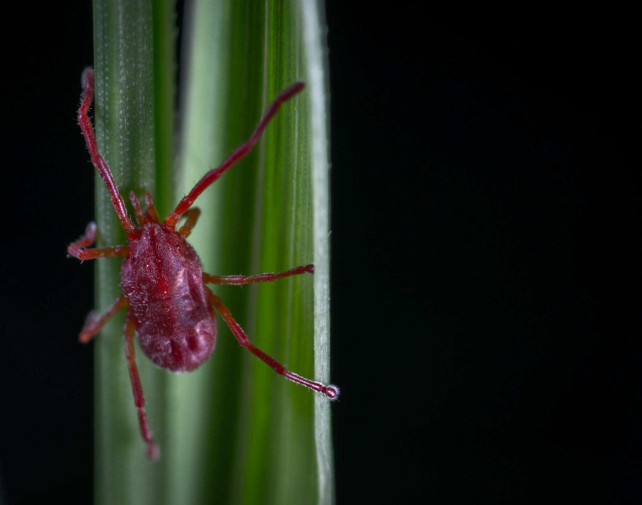 6 Common Greenhouse Pests | Greenhouse Insect Control