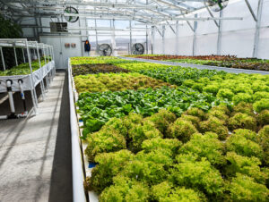 Greenhouses – Ceres Greenhouse Solutions