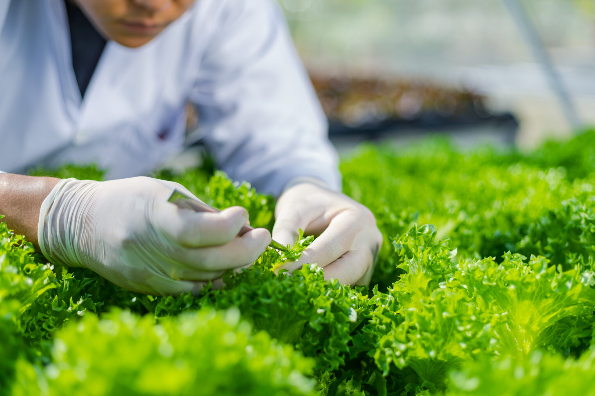 Greenhouse Data and Support | Optimize Greenhouse Operations